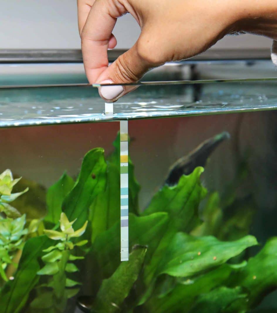 JBL ProAquatest 7-in-1 Test Strips & Display Box, 7 in 1 Test Strip ...