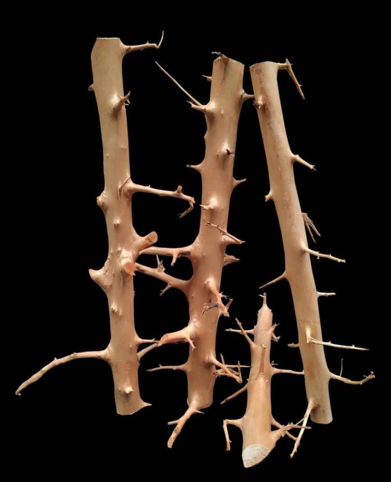 Wood – Page 2 – Aqua Premium